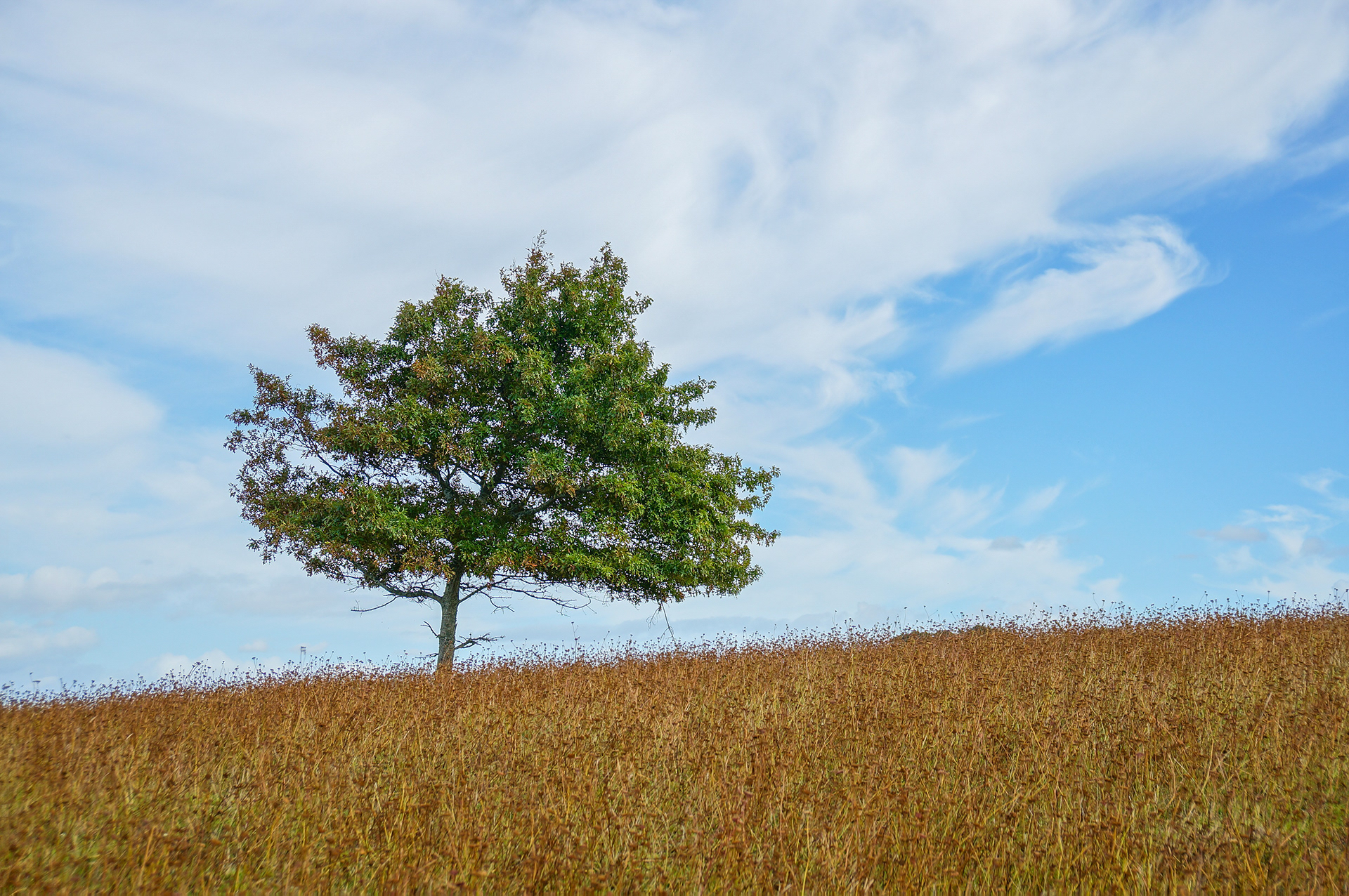 Greg Stephenson - New Zealand Beauty