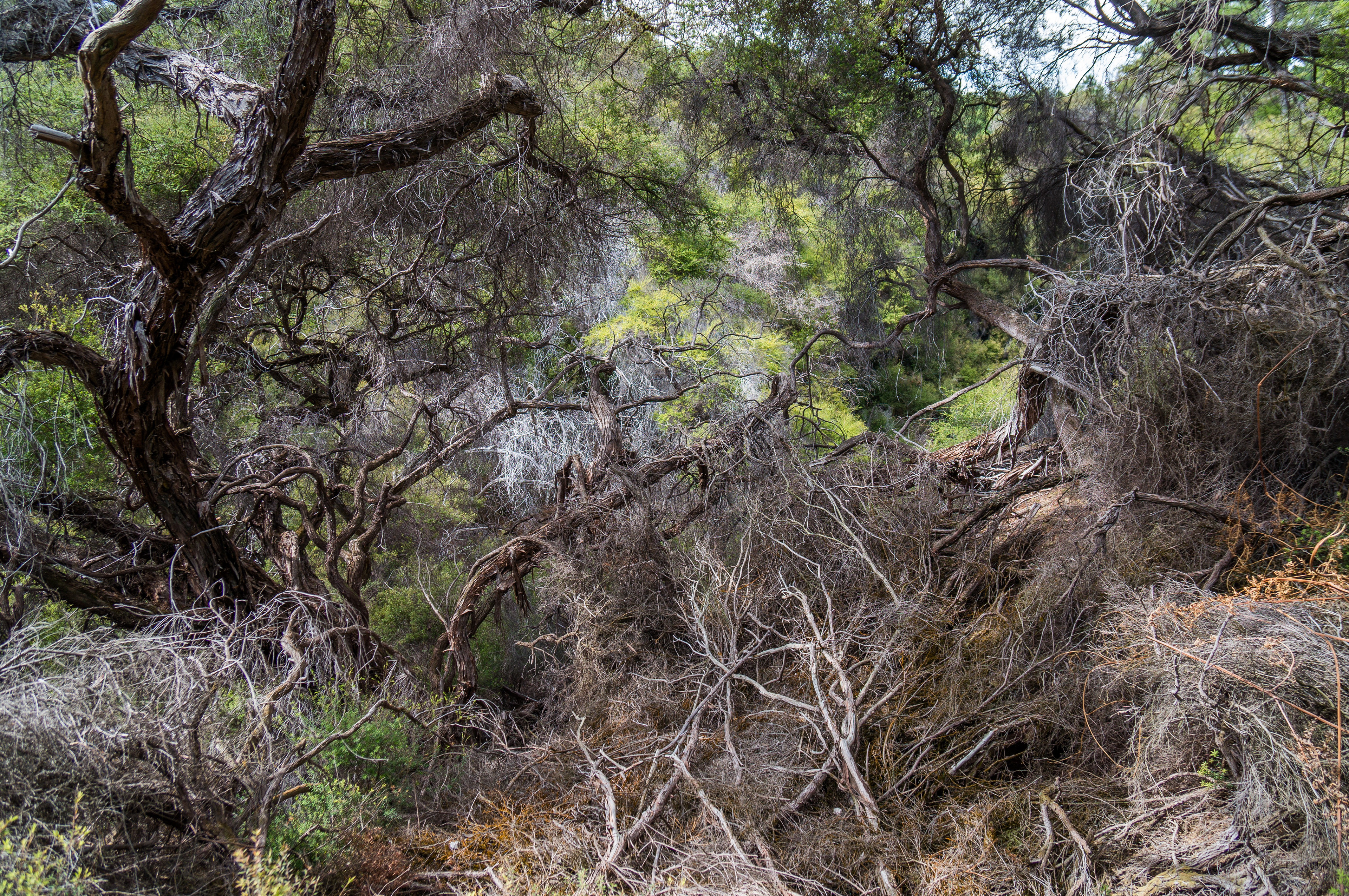 Greg Stephenson - New Zealand Beauty