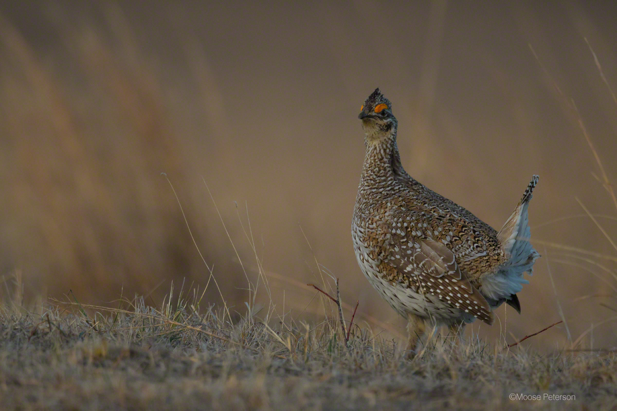 Moose Peterson - Chicken & Grouse Apl '17
