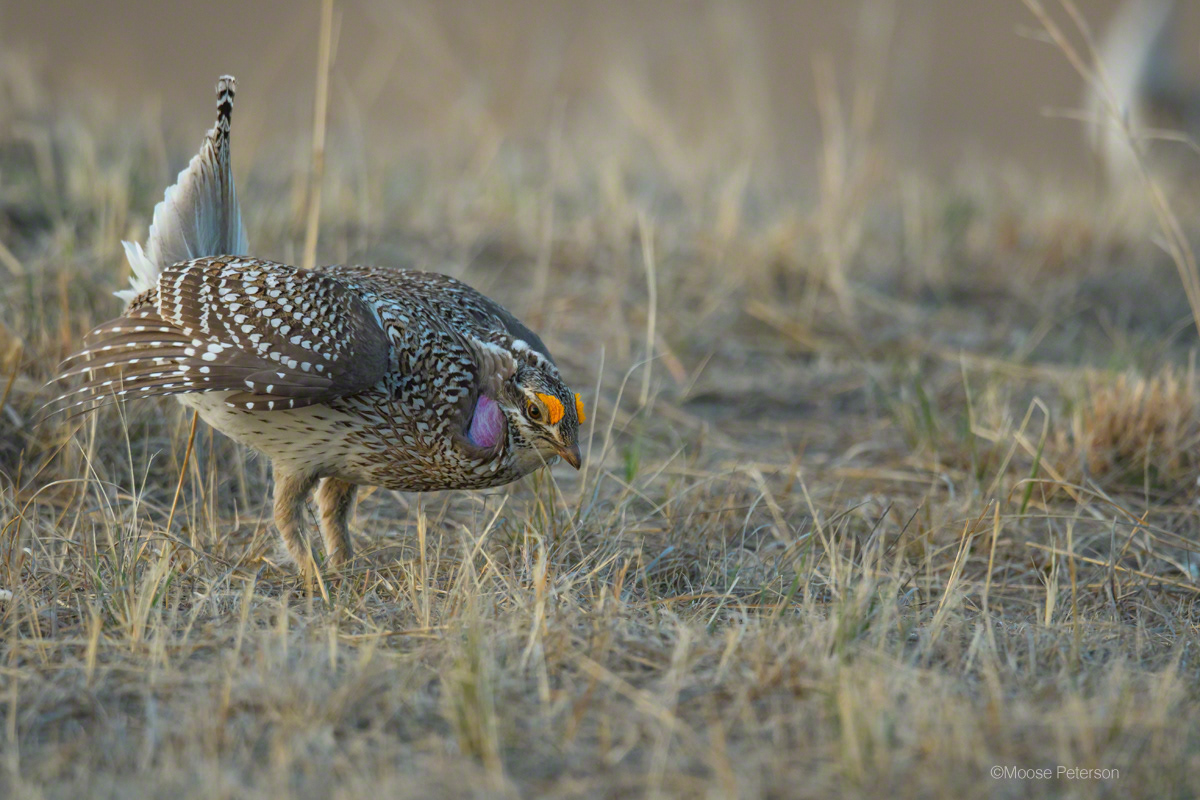 Moose Peterson - Chicken & Grouse Apl '17