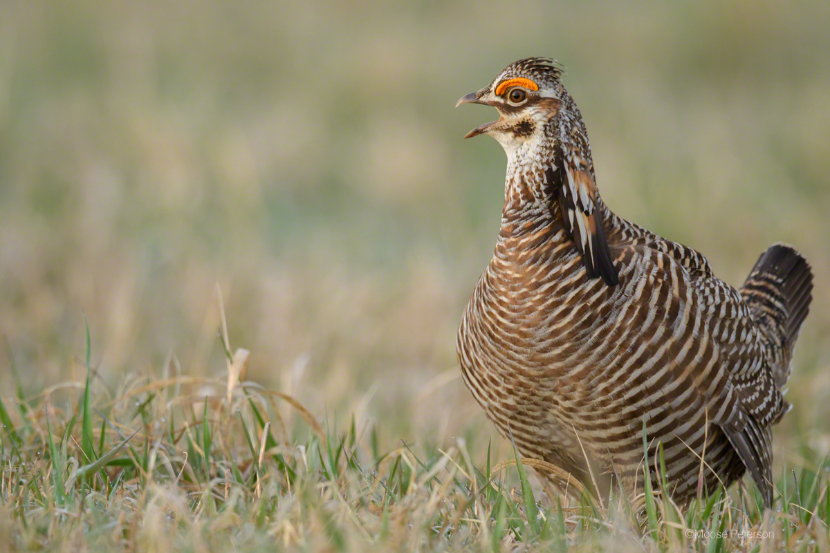 Moose Peterson - Chicken & Grouse Apl '17