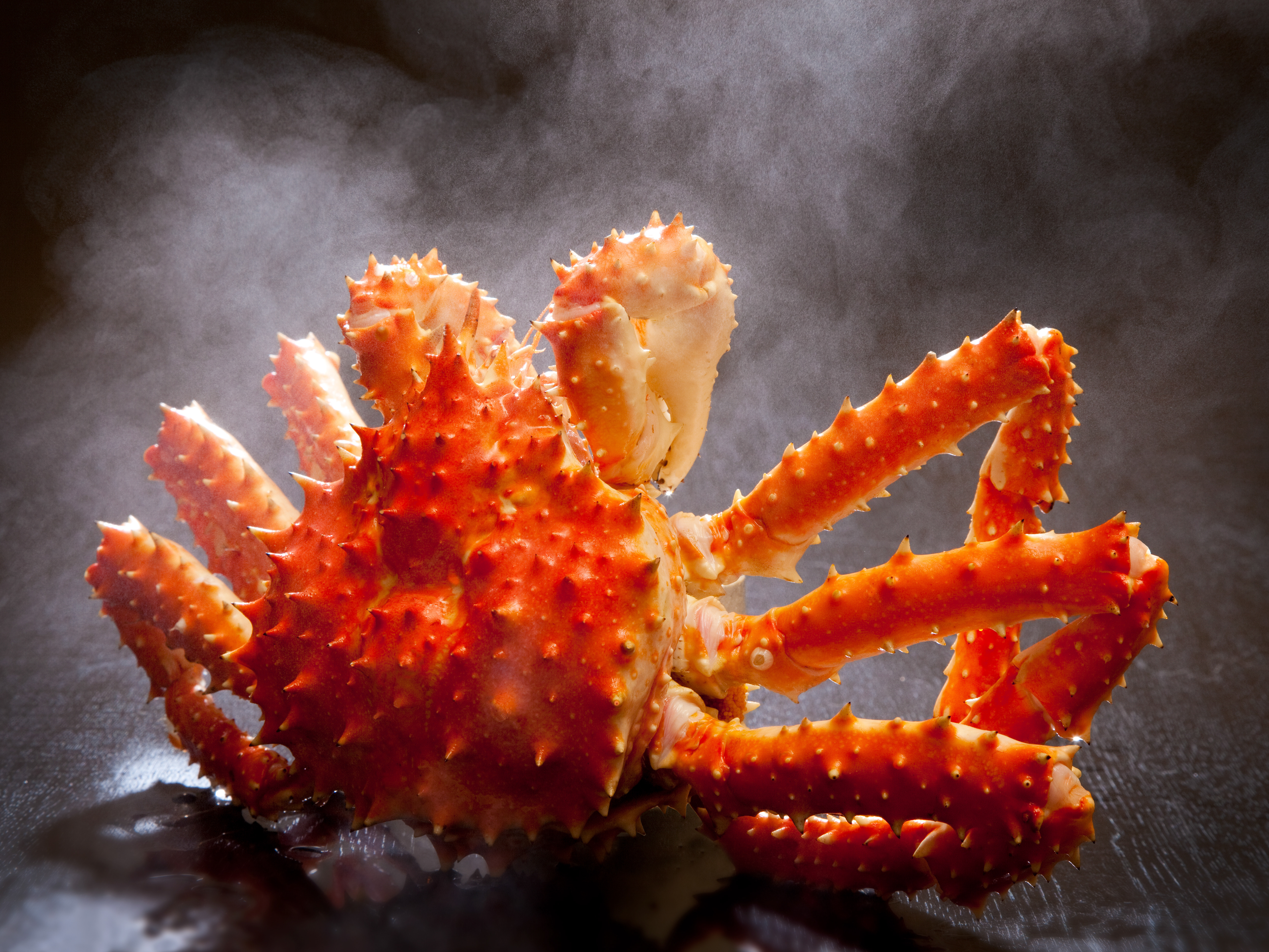 Veronika Sedova - Bird