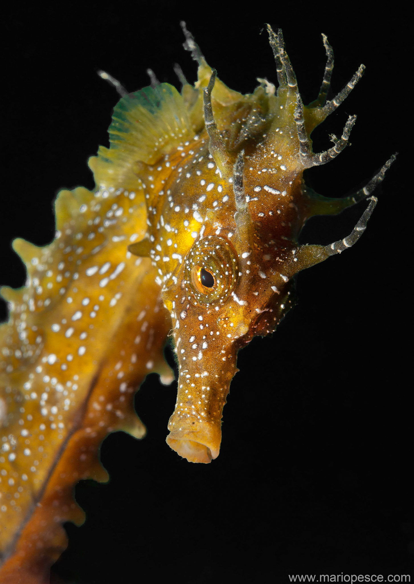 mario pesce fotosub - Hippocampus