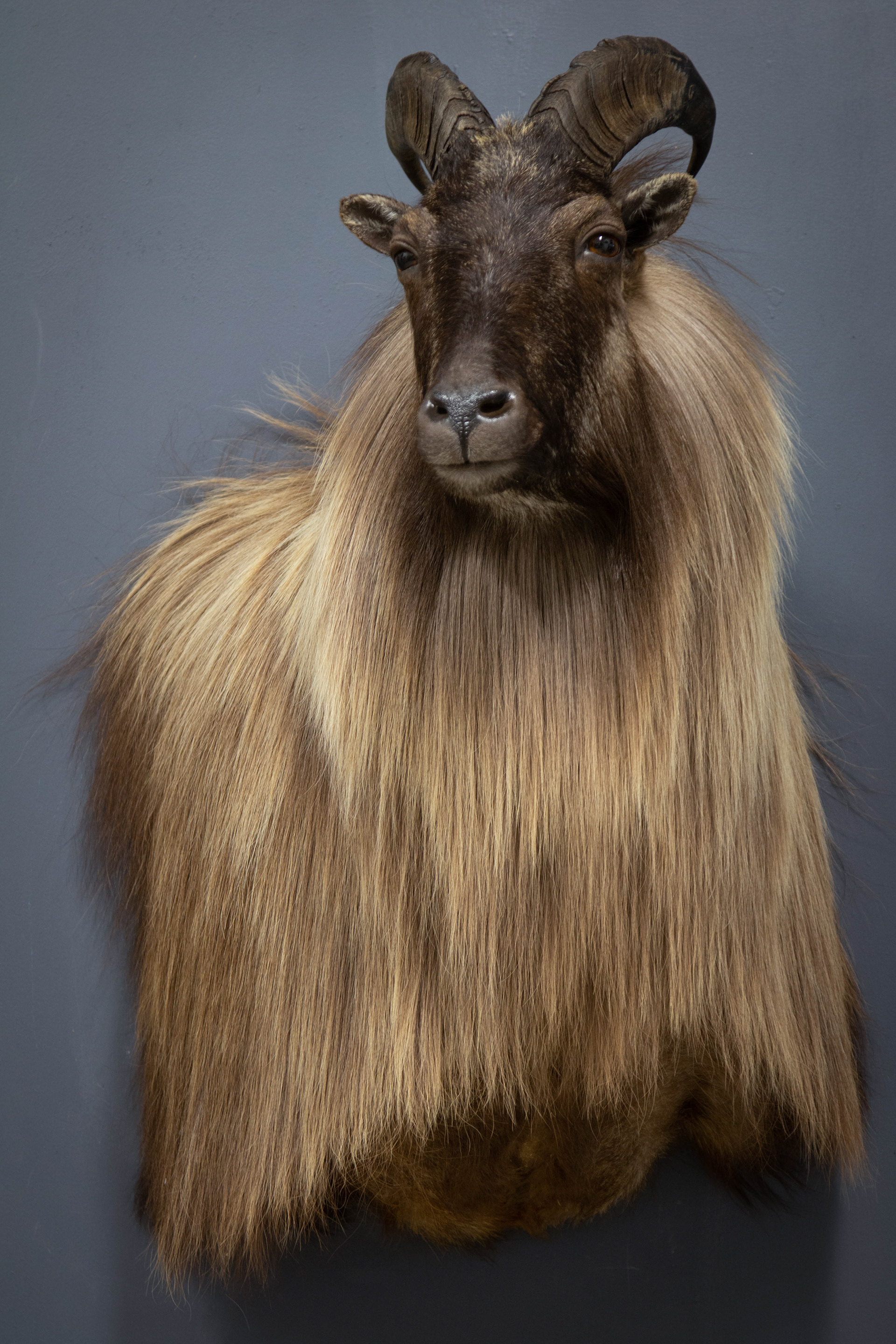 Mountain Edge Taxidermy - Tahr