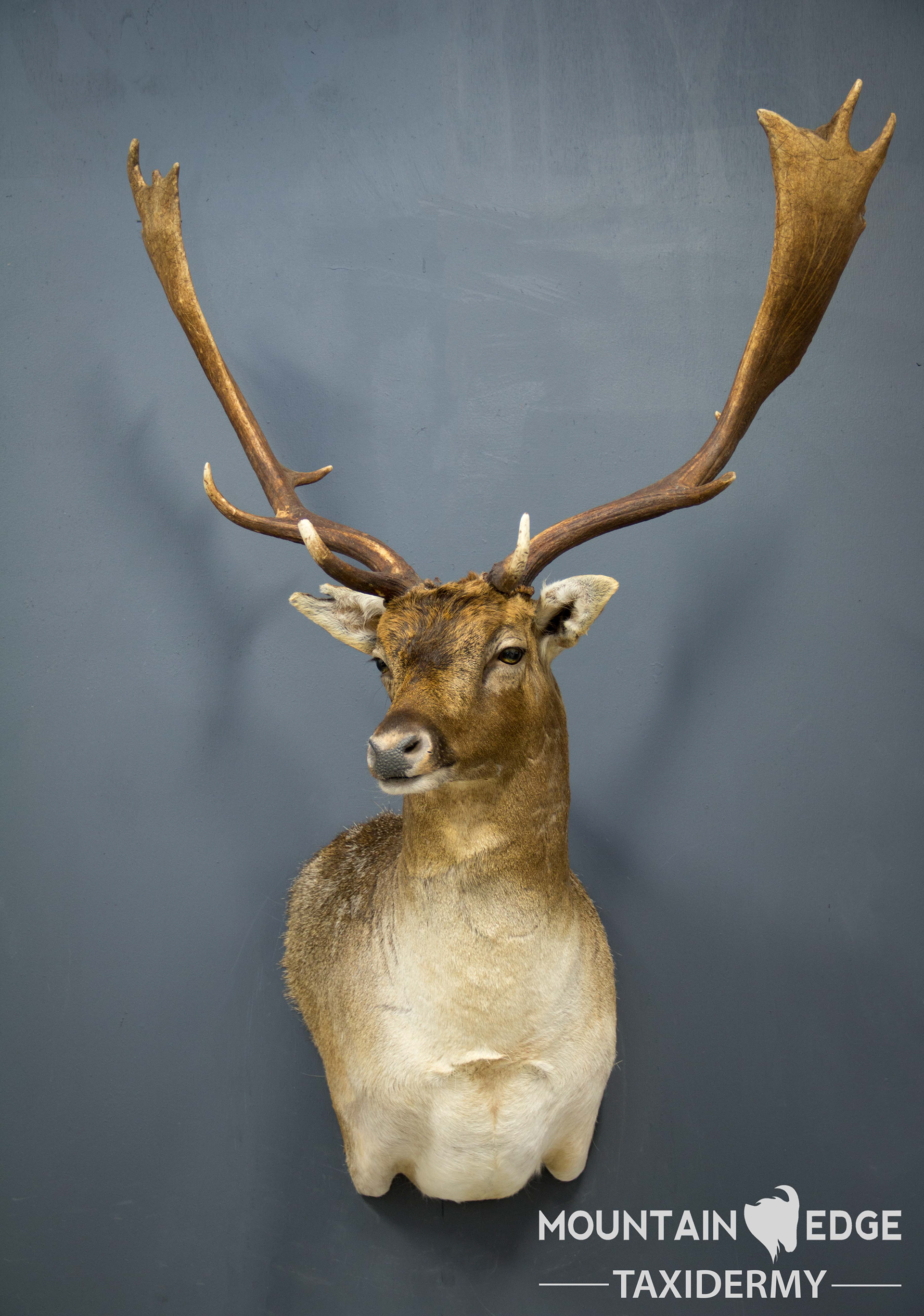 Mountain Edge Taxidermy - Offset Shoulder Mount