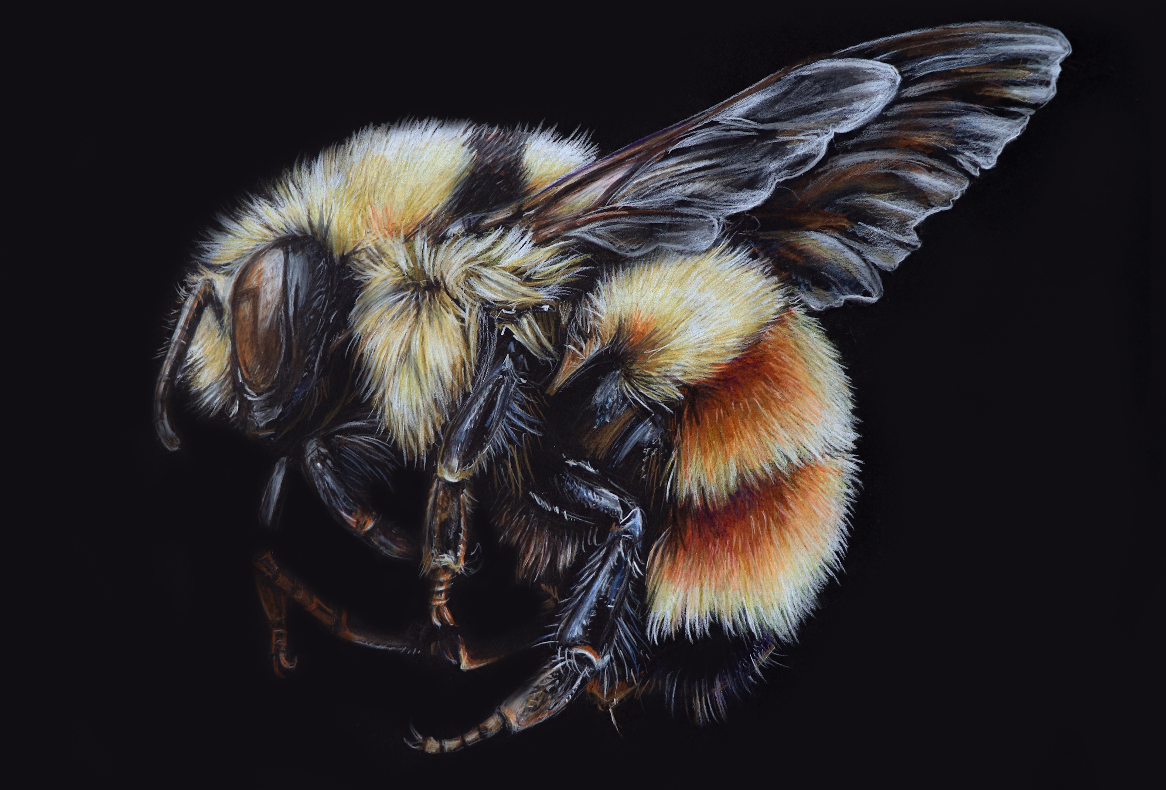 Kelly Stanford - Science Communicator and Artist - Hyper realistic ...