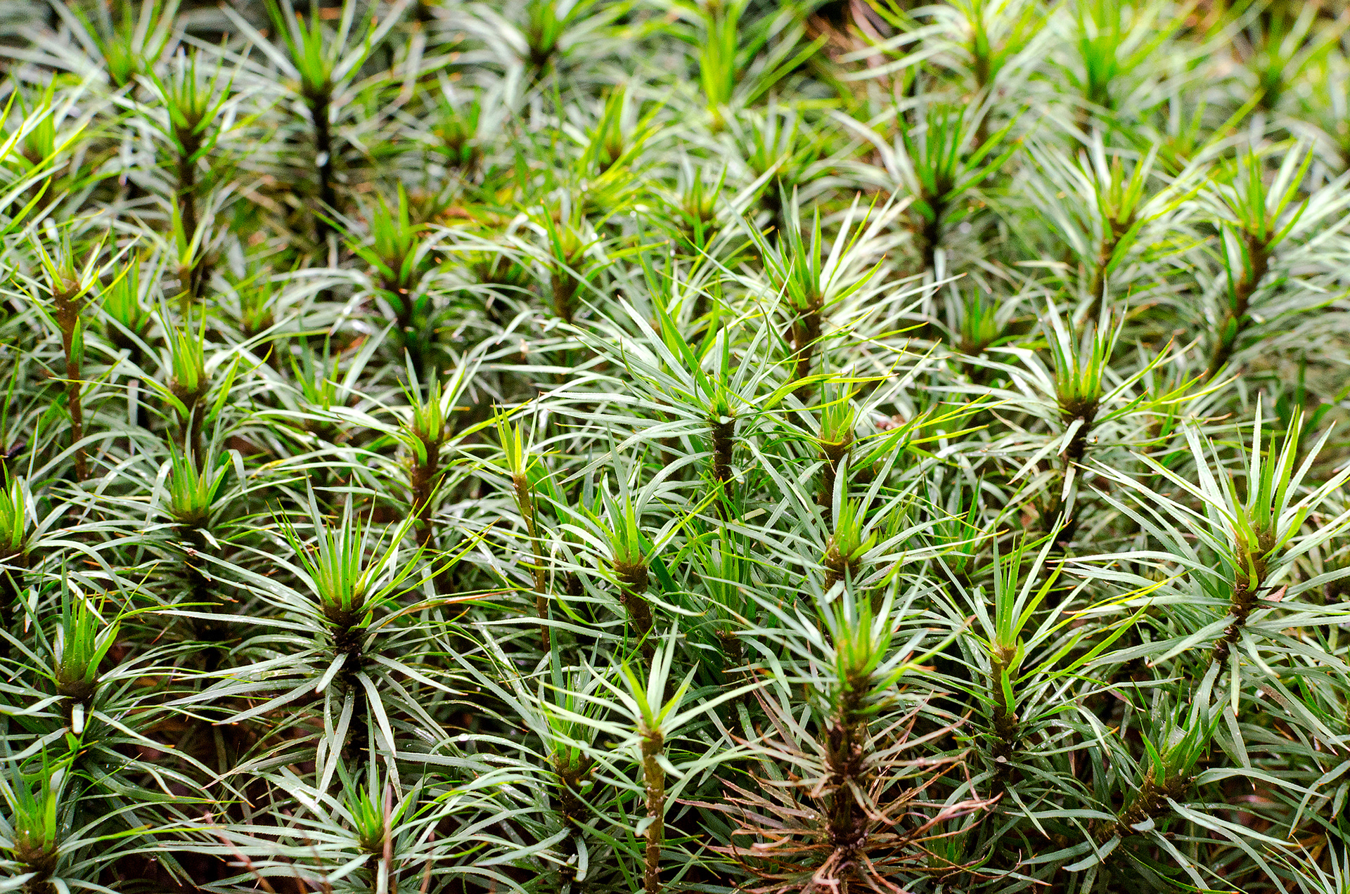 James Carmichael Photography - Botanical