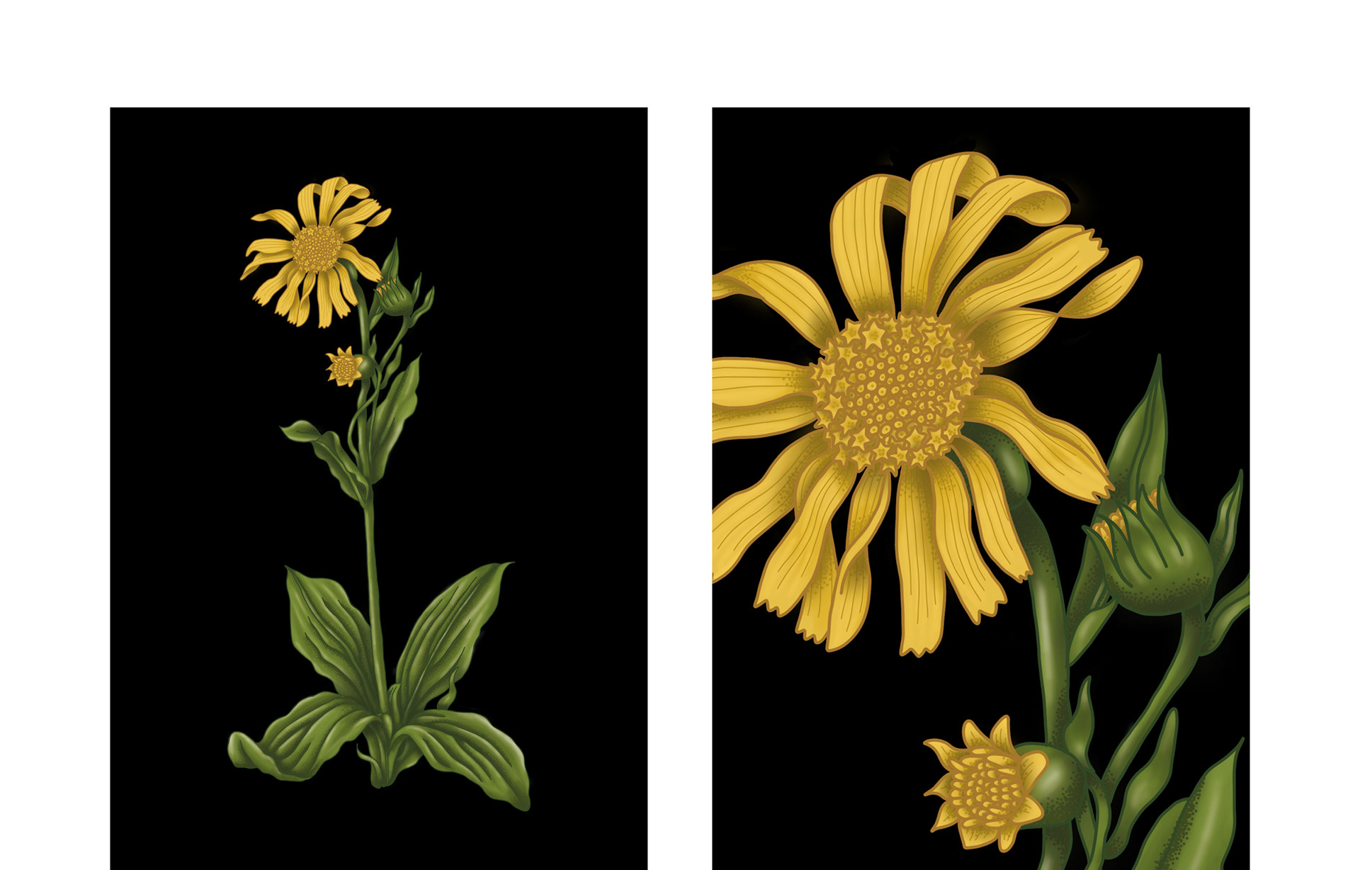 Cathy Thill - HERBARIUM