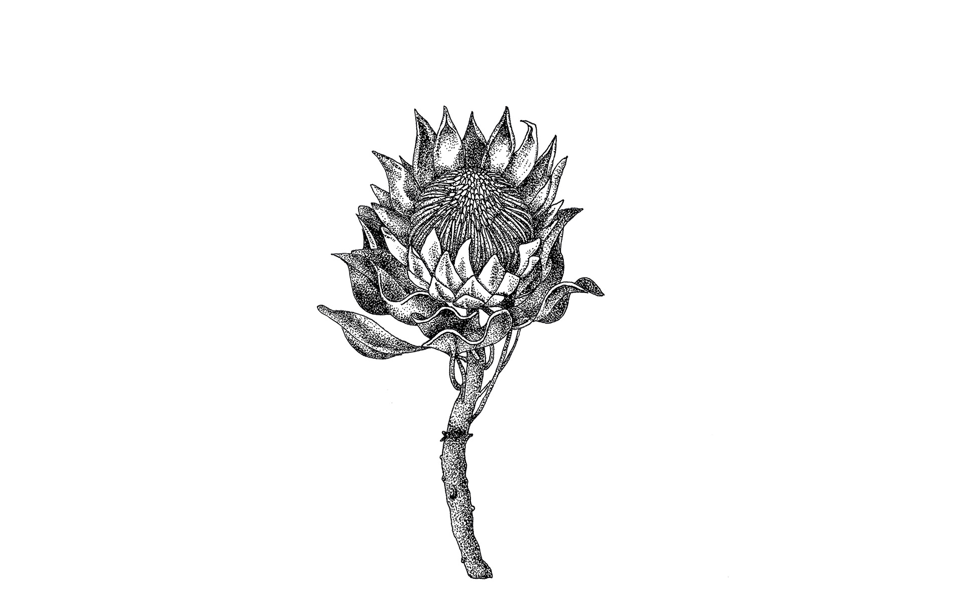 Cathy Thill - FLOWERS