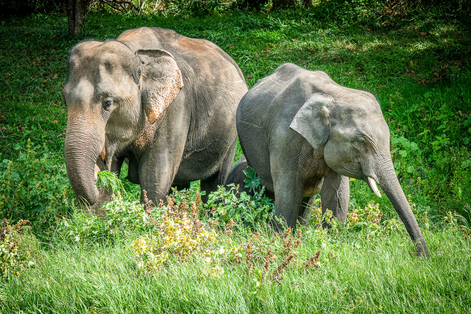 Bruce Hancock - Elephant Selection Sri Lanka June 2019