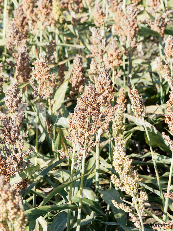 Portofolio. L'instant d'une photo. La flore - Sorgho rouge