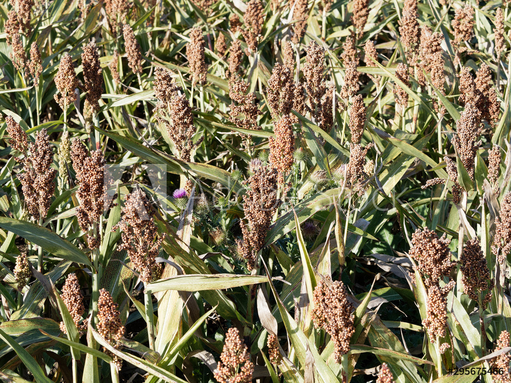 Portofolio. L'instant d'une photo. La flore - Sorgho rouge