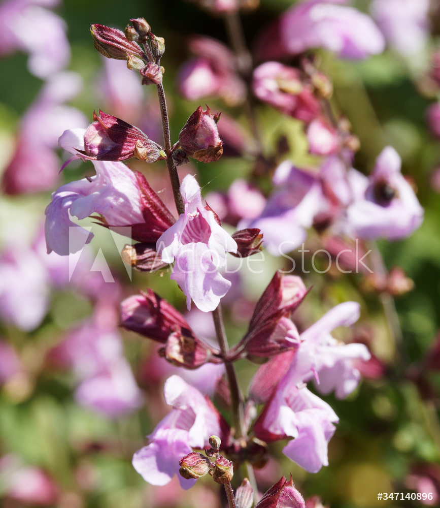 Portofolio. L'instant d'une photo. La flore - Sauge vivace ou sauge des ...