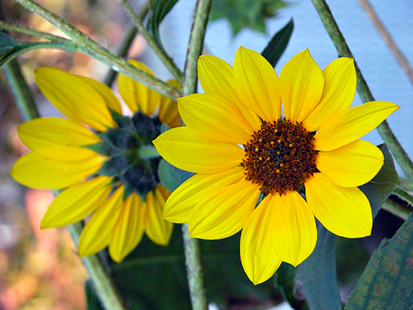 Laura Savidge - New England – Cape Ann and Cape Cod