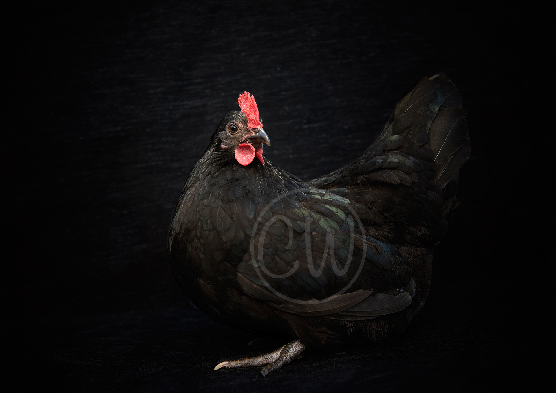 Rare Breeds Preservation Project by Claire Watson. - Scots Dumpy Bantam ...