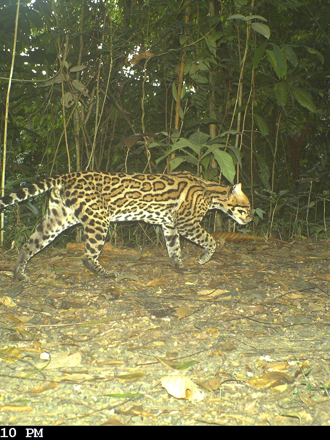 Paverte - El Jaguar en Panamá