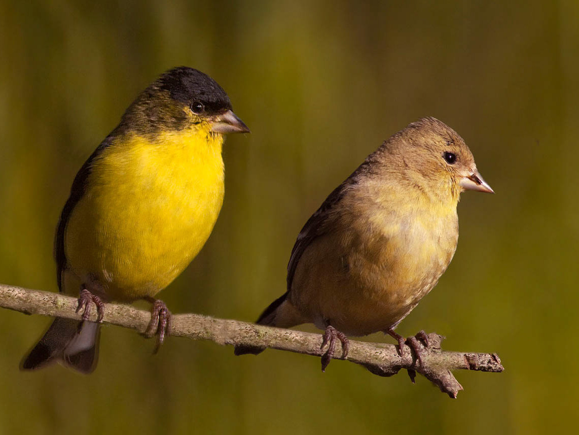 Birds by Les - Partners