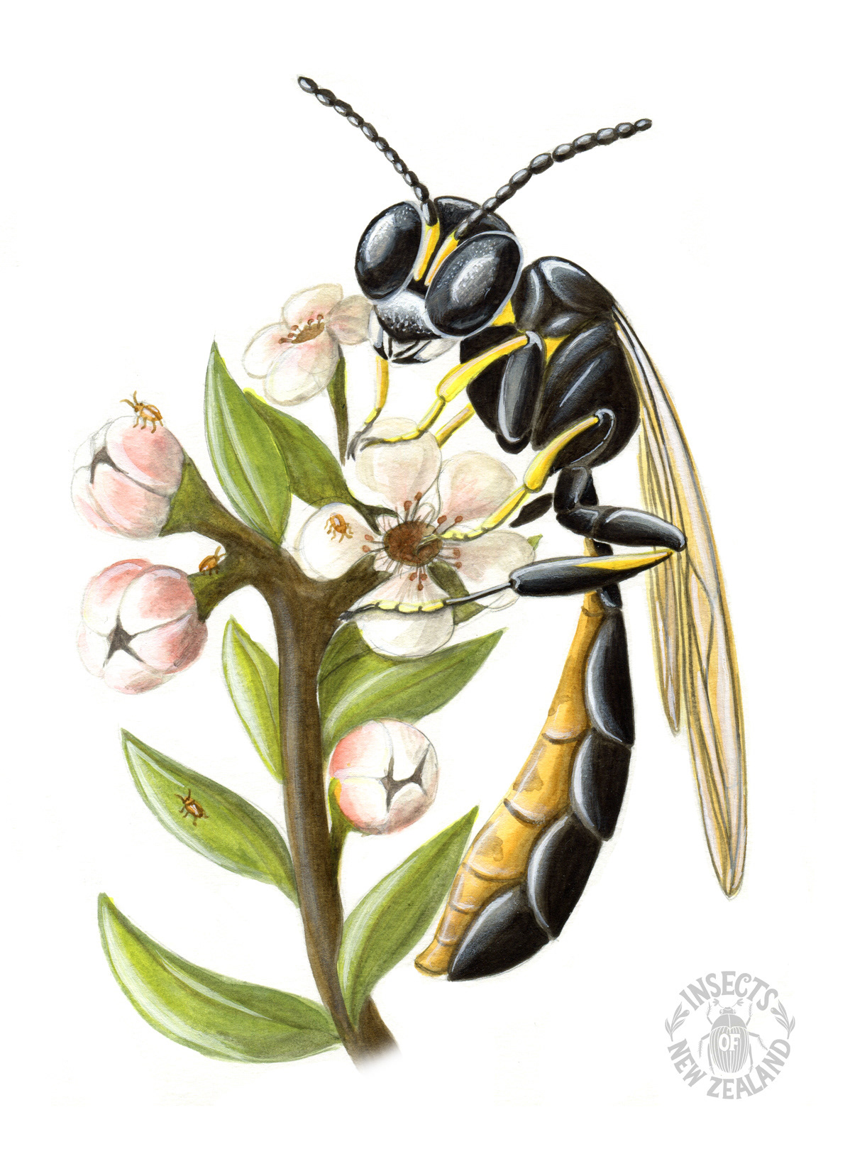 Emma Scheltema Illustration - Insects of New Zealand Playing Cards