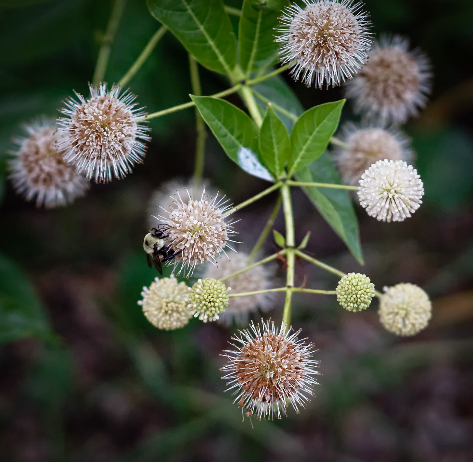 Stuart Schaefer - Flowers Gallery