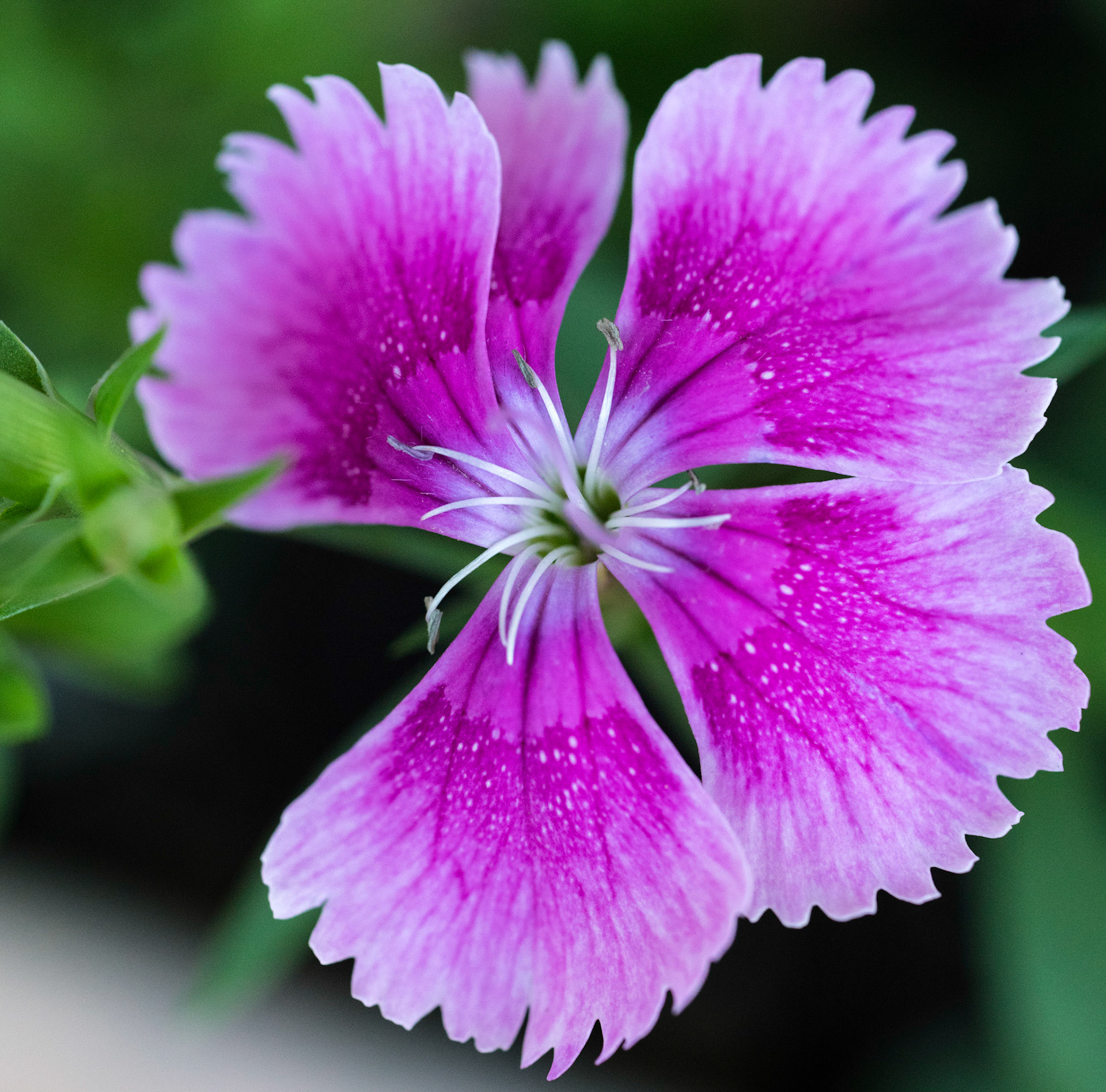 Stuart Schaefer - Flowers Gallery