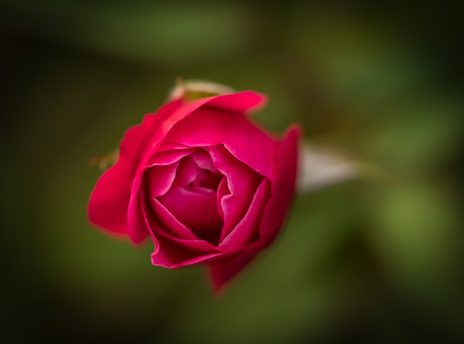 Stuart Schaefer - Flowers Gallery