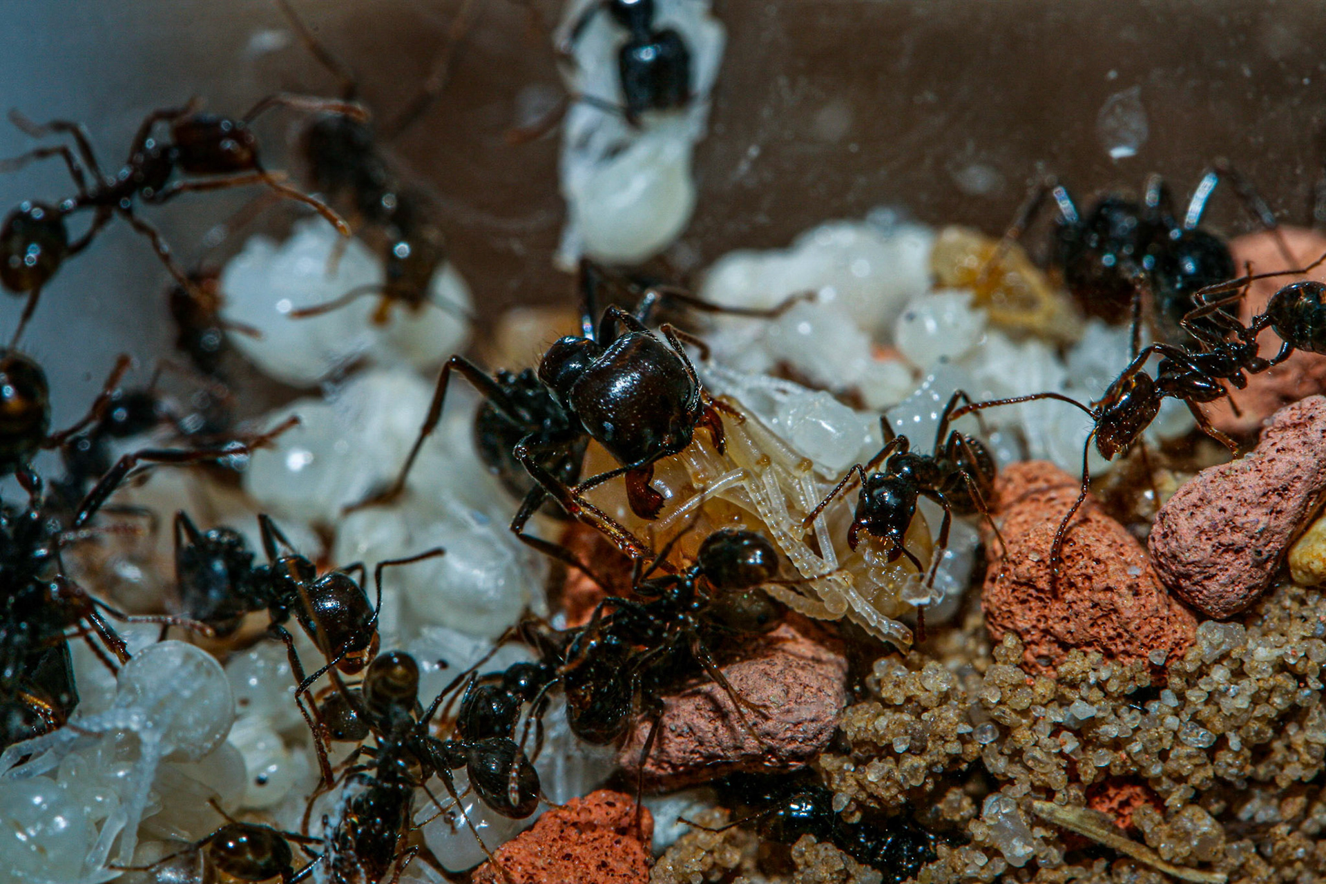 Roger Miguel Wahl Photography - Messor barbarus (ant farm)