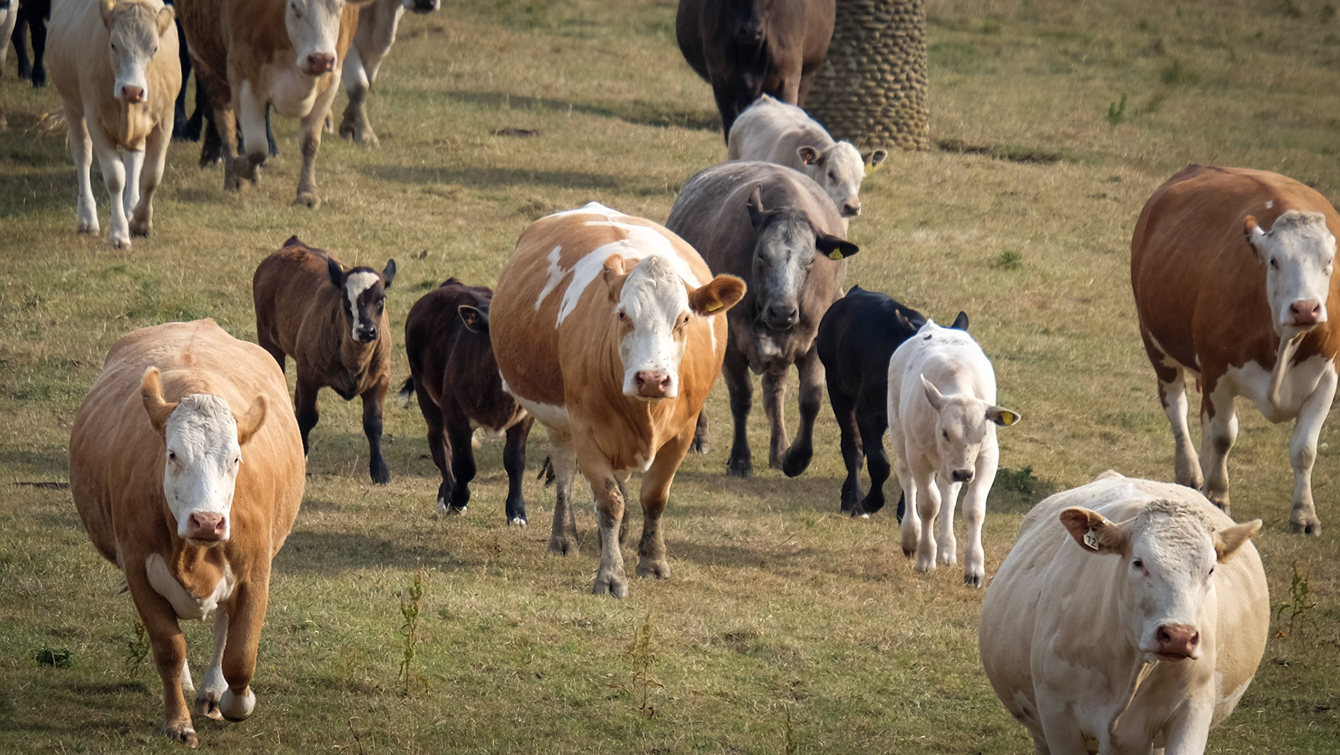 Beautiful Excitement - Animals