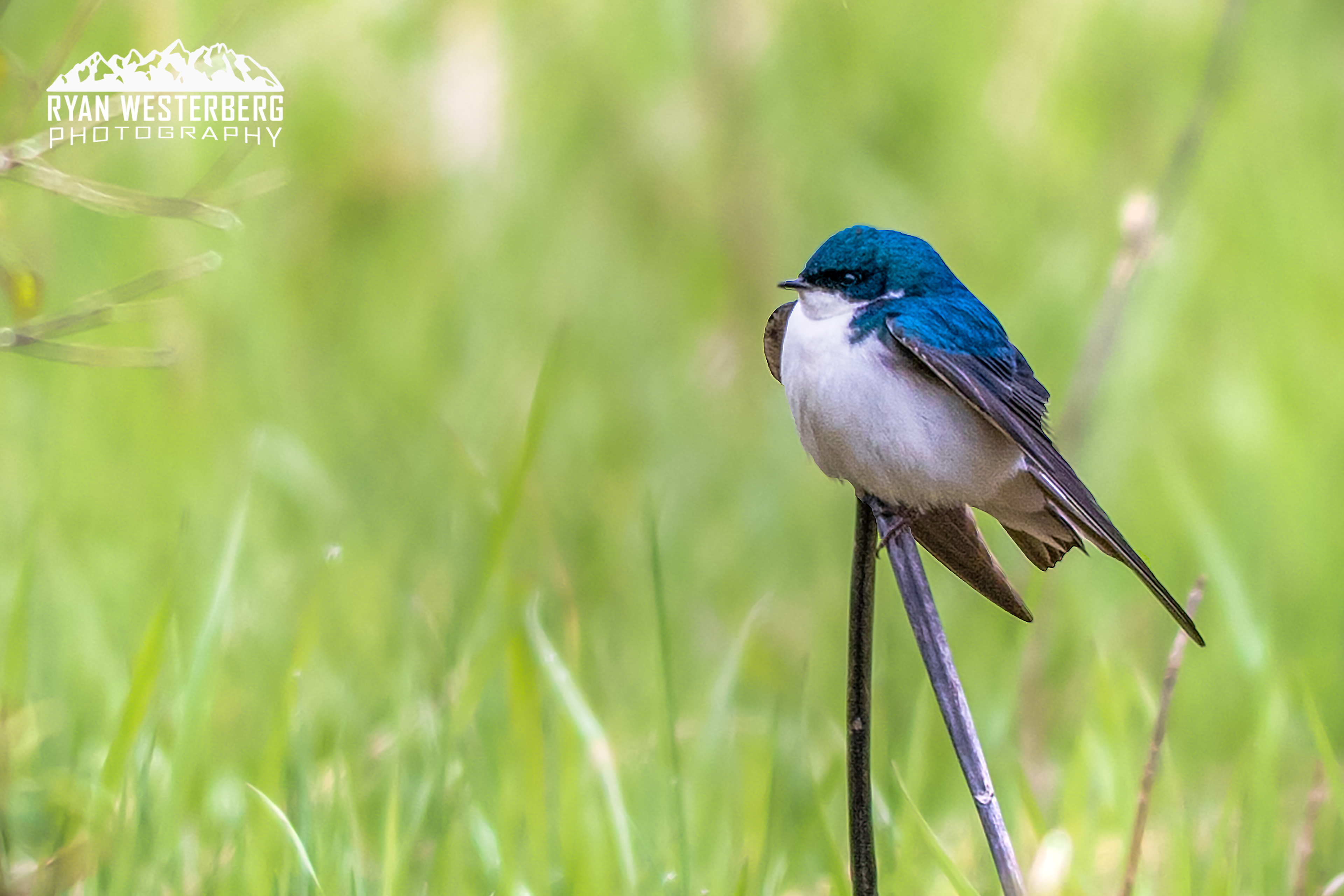 Ryan Westerberg - Flying High