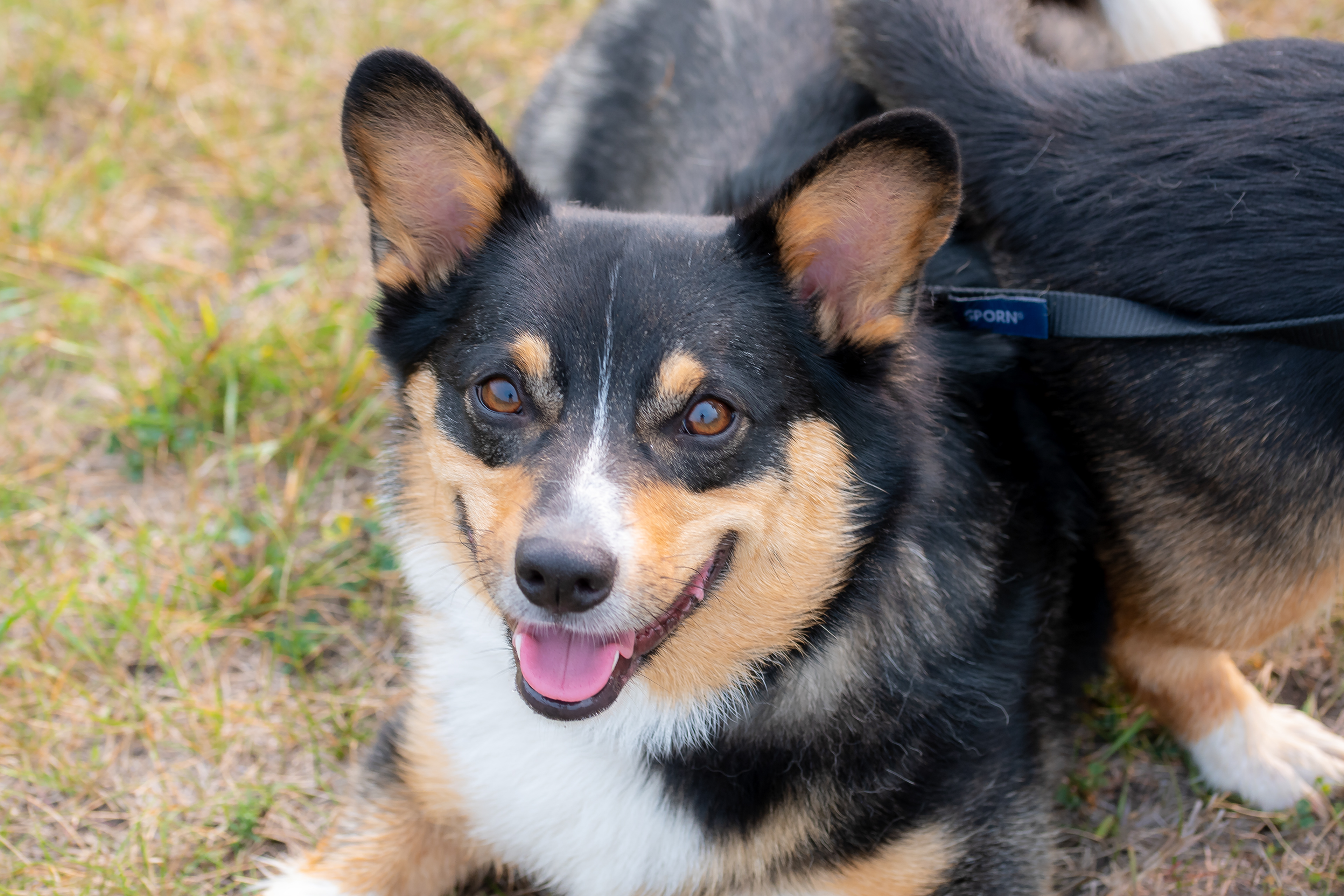 Ryan Westerberg - Furry Friends