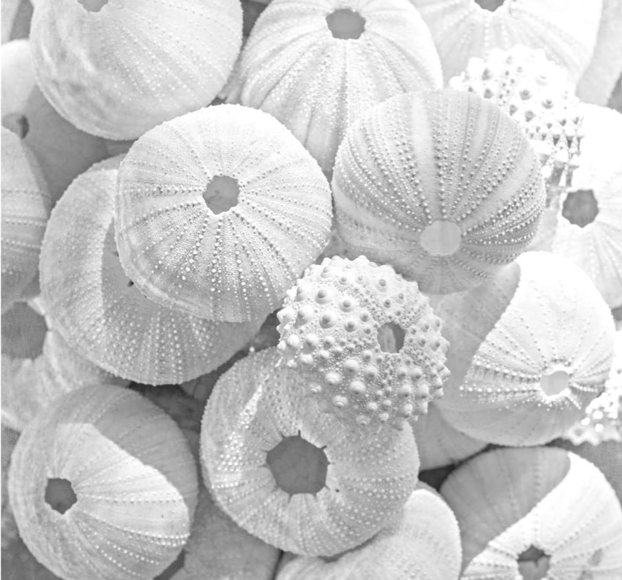 Erin Linsey Hunt - Coiled Shells