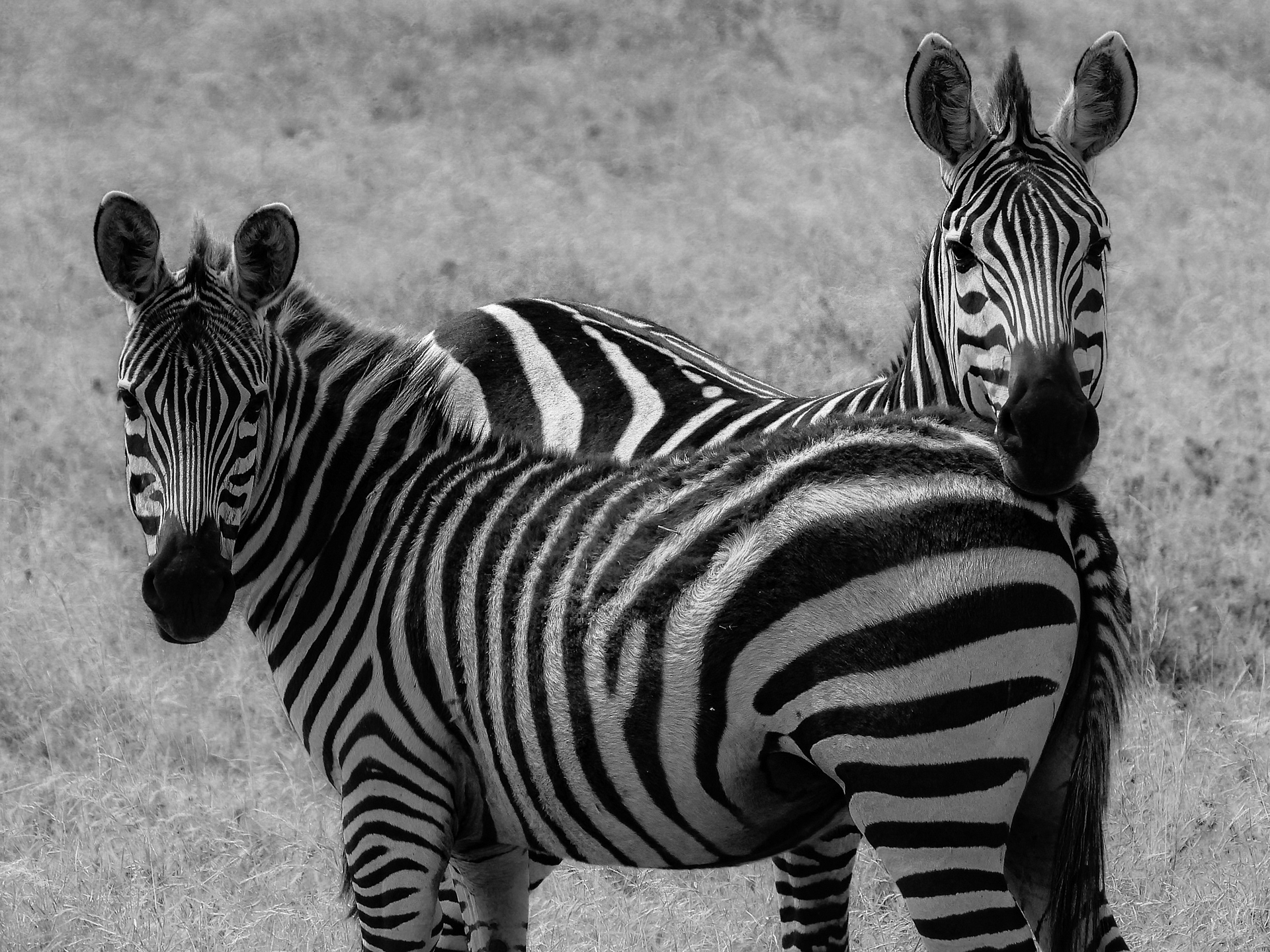 Elie Wolf Wildlife Conservation Art & Photography - ZEBRA
