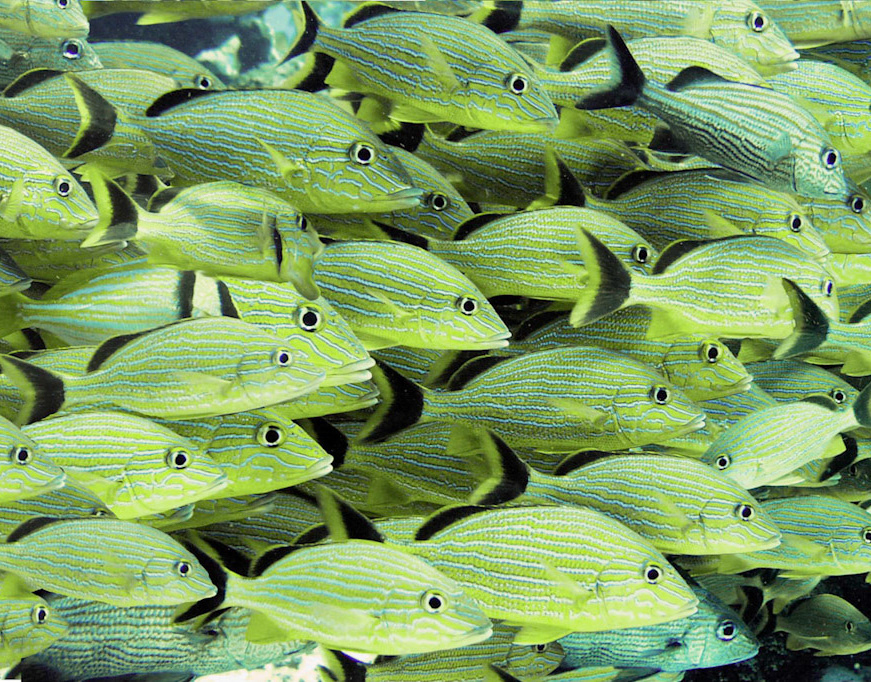 Lewis Wilkinson - UnderWater