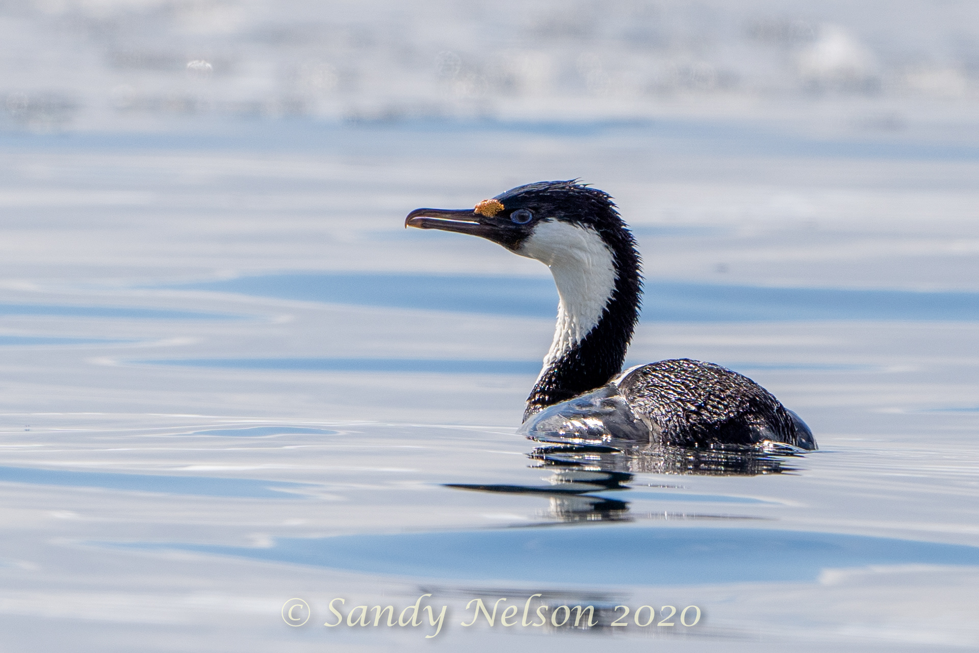Pixuberant - Blue-eyed shag (cormorant)
