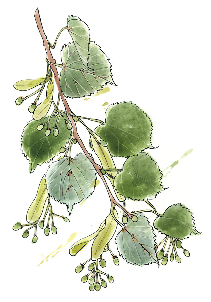 louise morgan illustration - westonbirt arboretum's 'tree spotters guide'