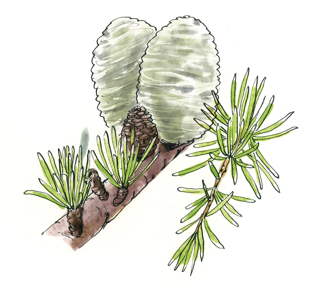 louise morgan illustration - westonbirt arboretum's 'tree spotters guide'
