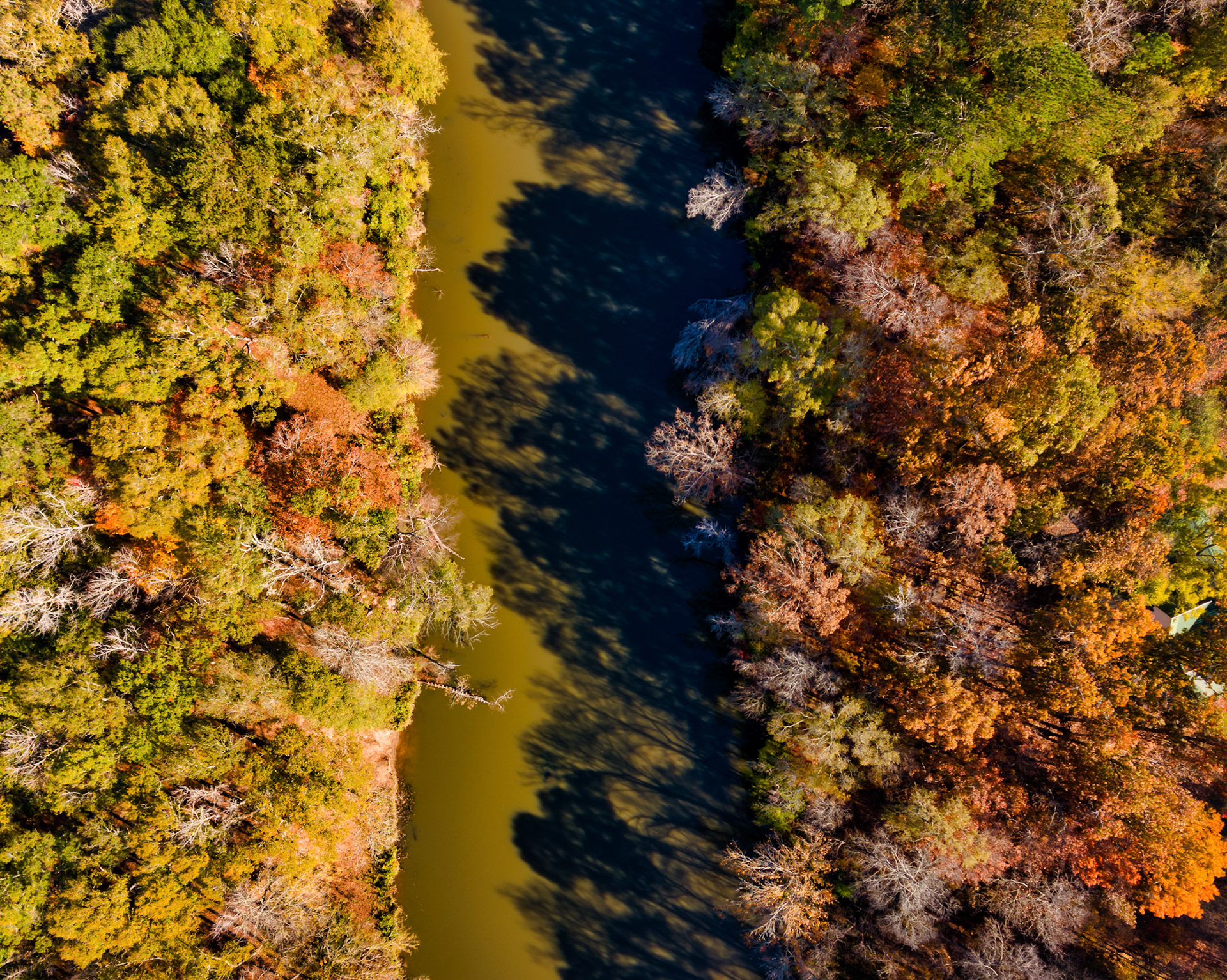Lyle Dorman - Forest/Fields/Meadows