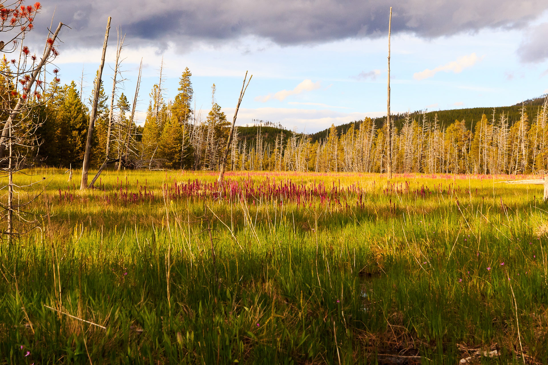 Lyle Dorman - Forest/Fields/Meadows