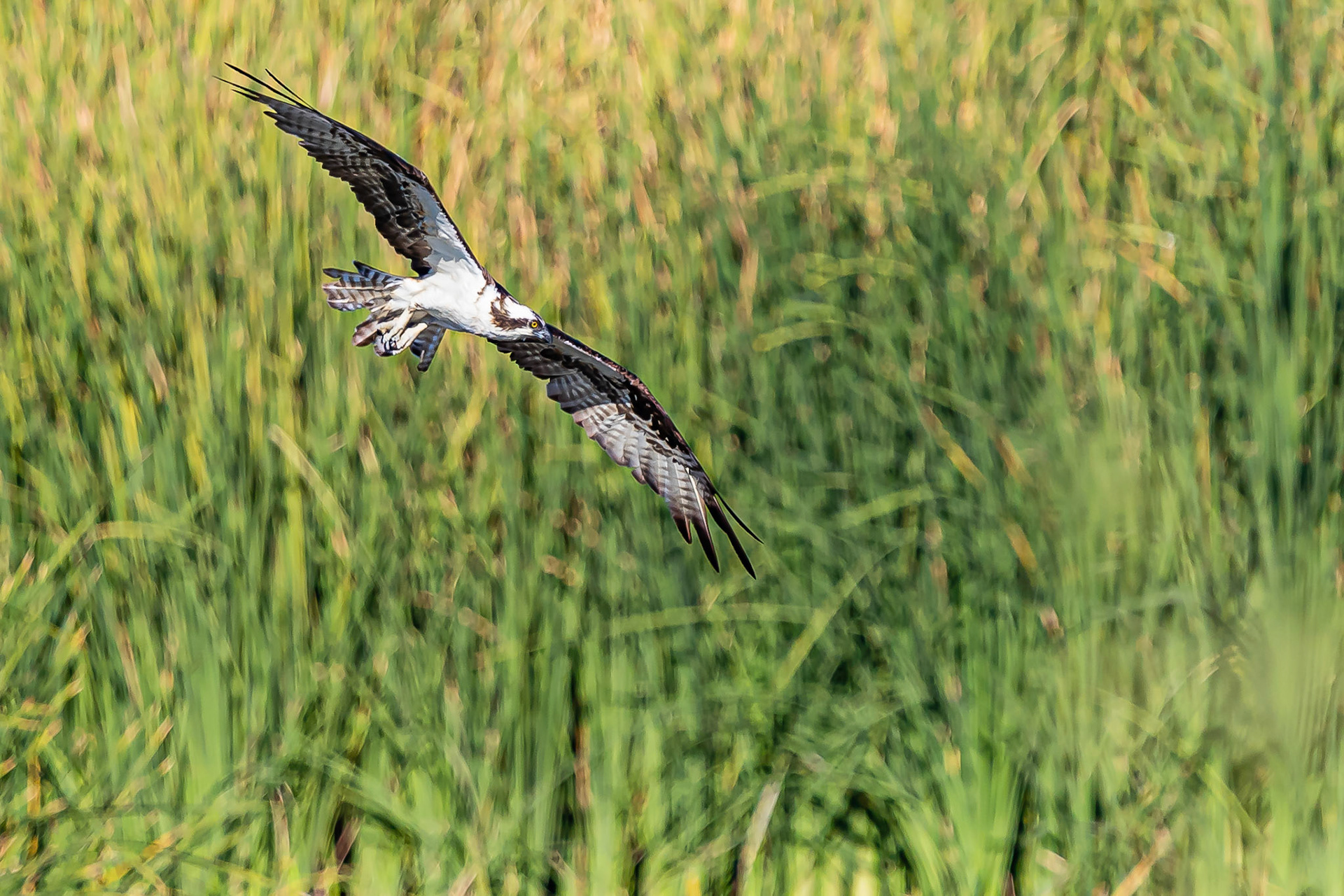 Andrew Musgrove - Diurnal Birds of Prey