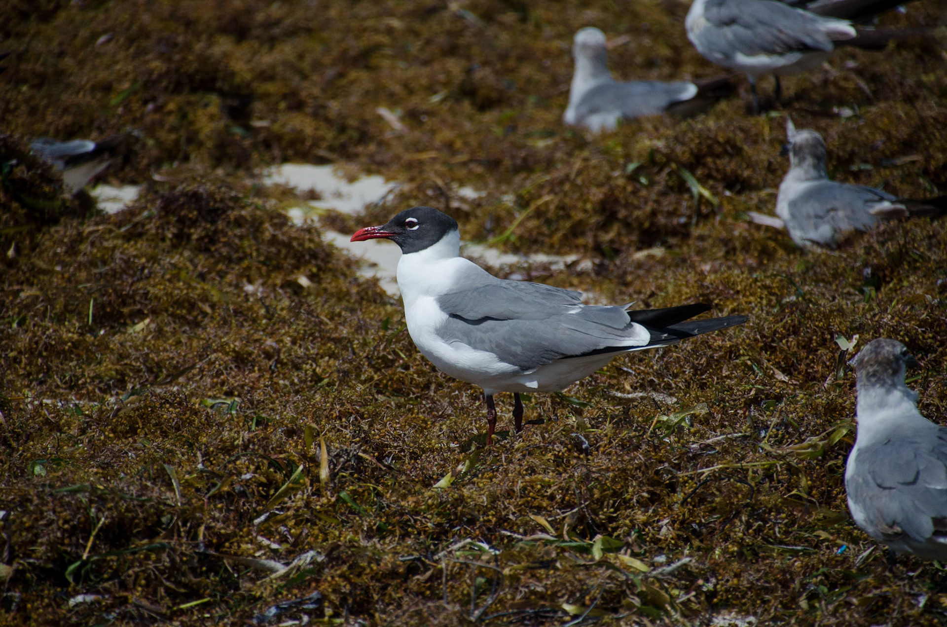 Ken Reichner - Key West Birds Portfolio