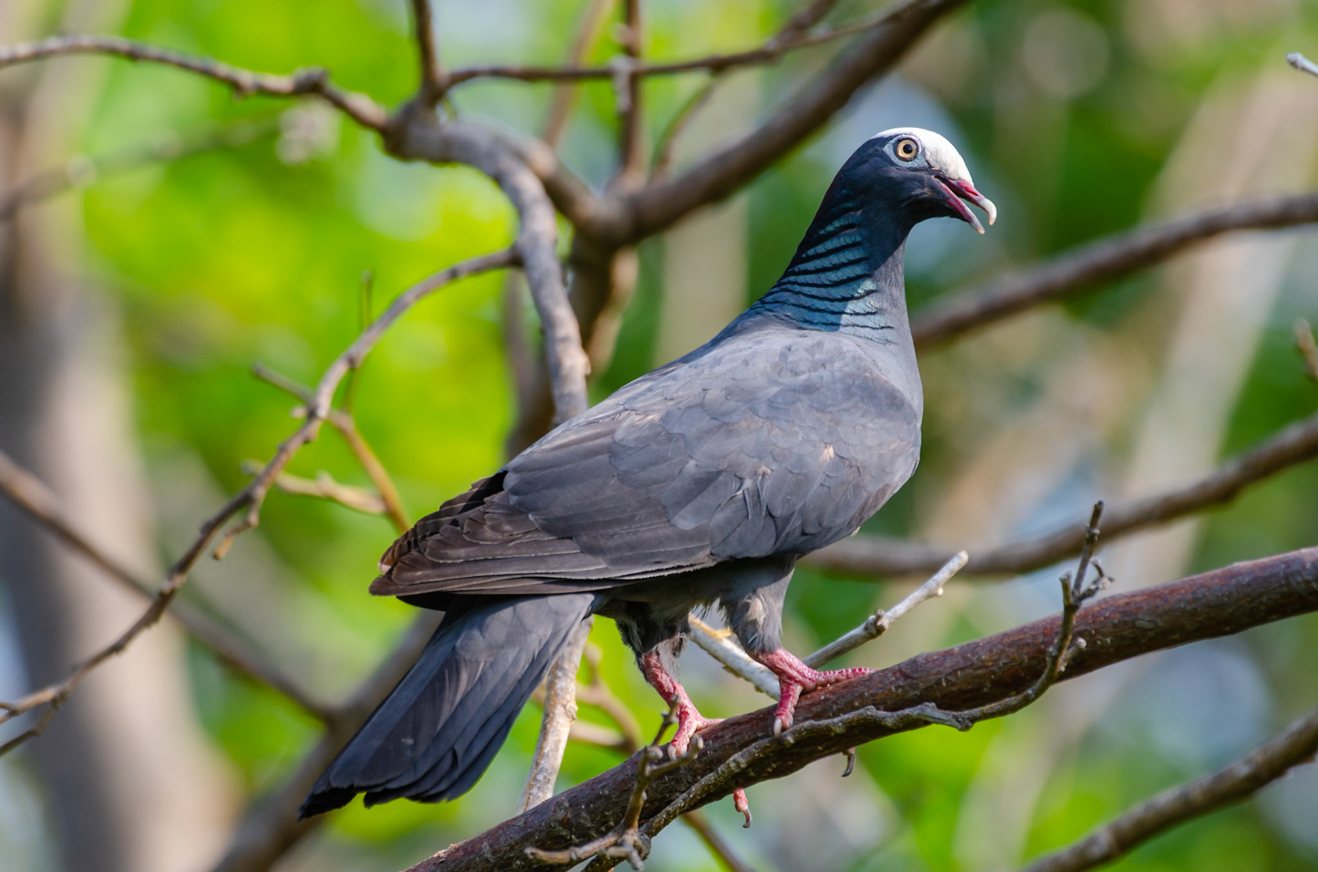 Ken Reichner - Key West Birds Portfolio