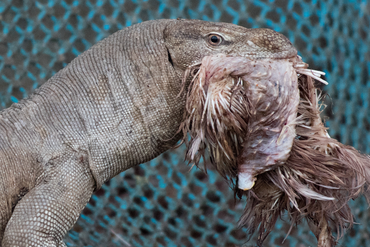 Pradeep Ambrose - Animals @Anjugrammam