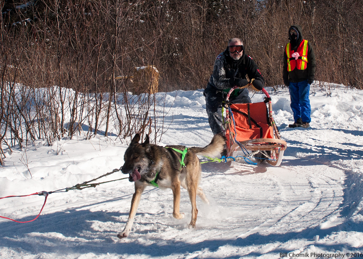 Bill Chomik Photography - Dog Sled Racing
