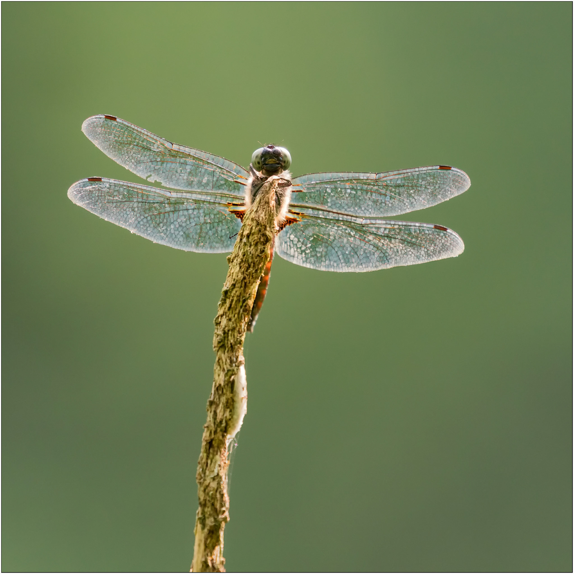 Gaston Bodry Photography - Dragonfly (Odonata)
