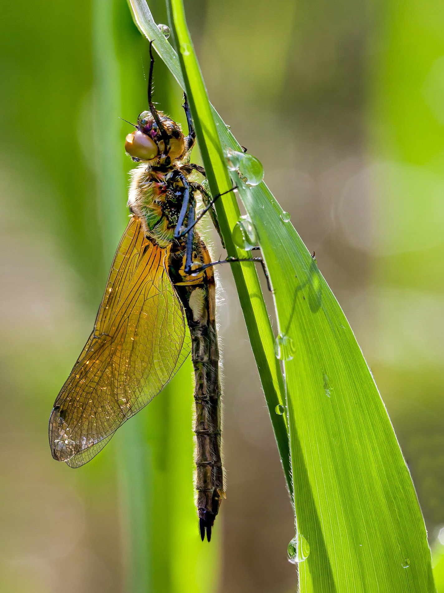 Gaston Bodry Photography - Dragonfly (Odonata)