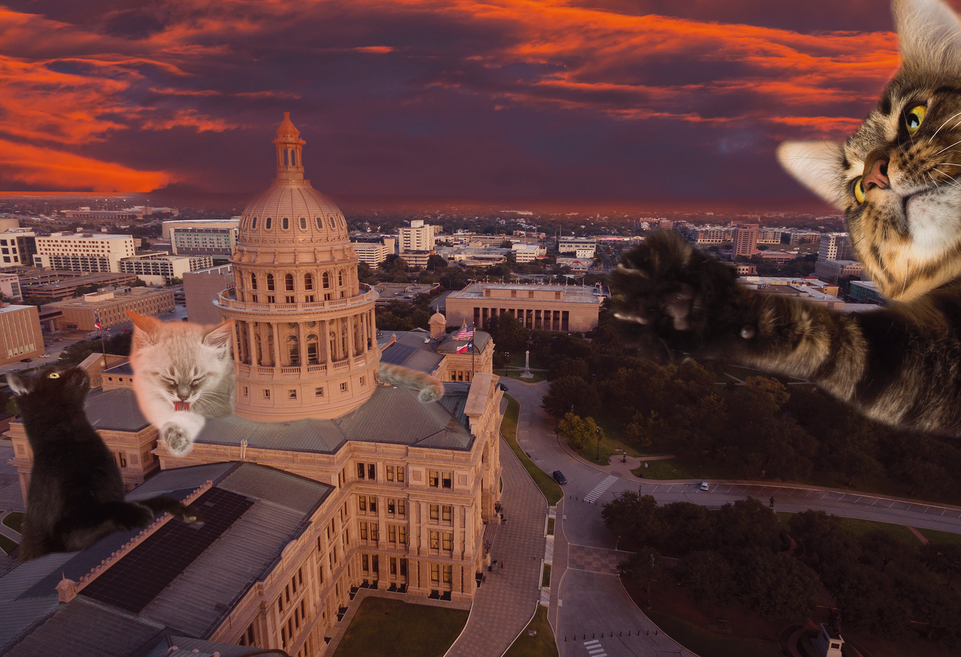 Cassandra Merlihan | Portfolio - Cat Scratch Fever