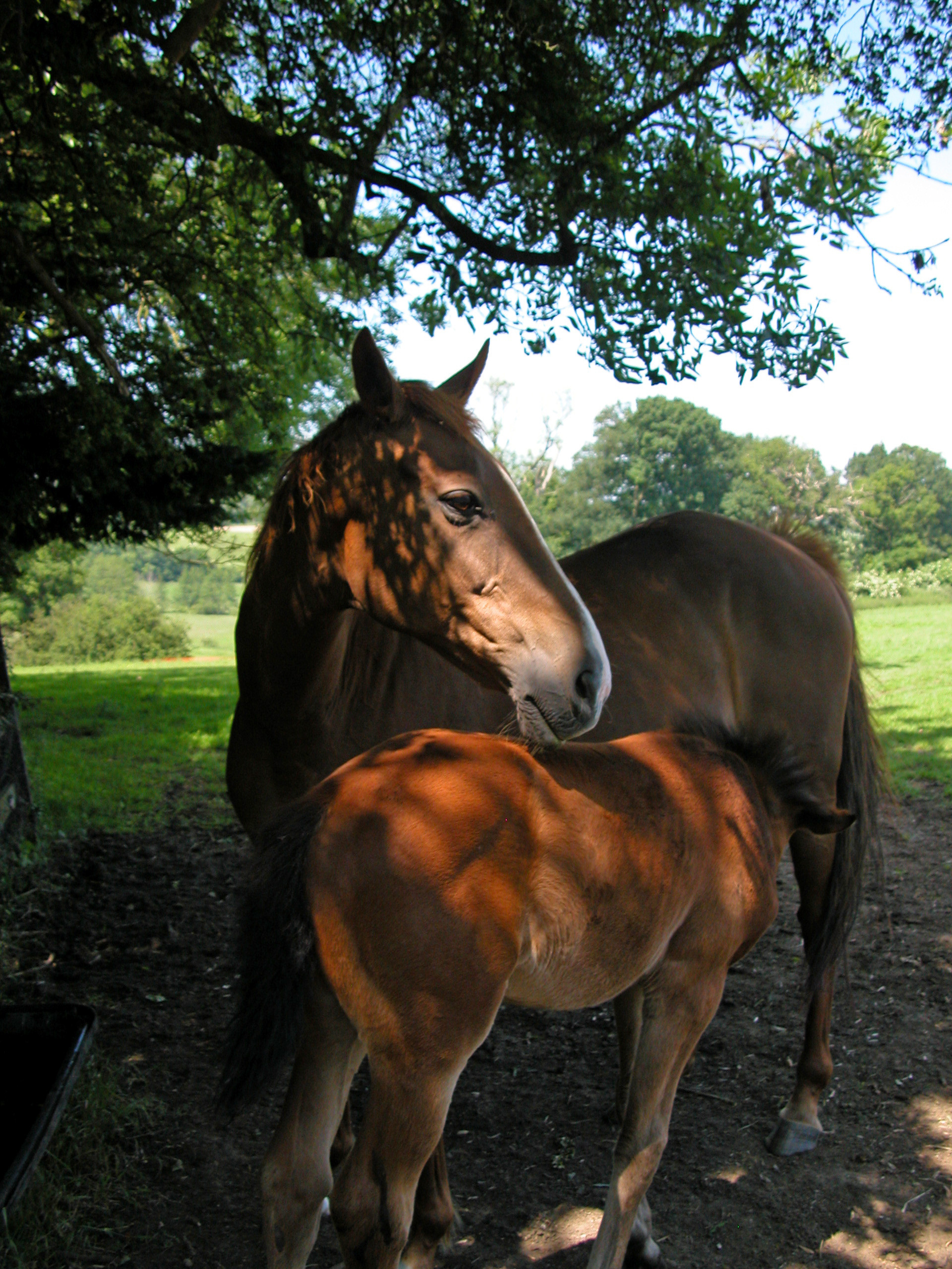 Chris Tattersall - Pets