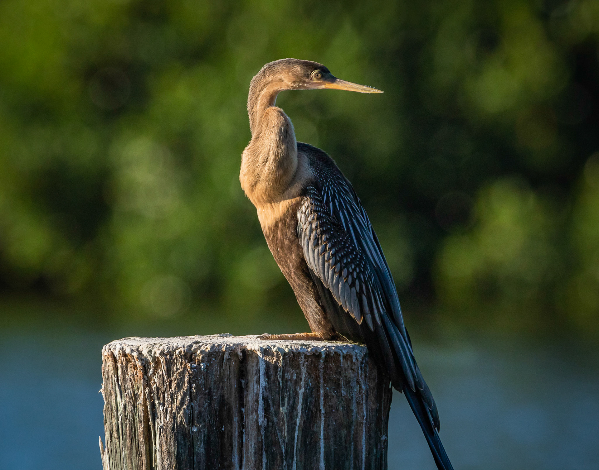 Fred Borgianini Photography - Florida Birds