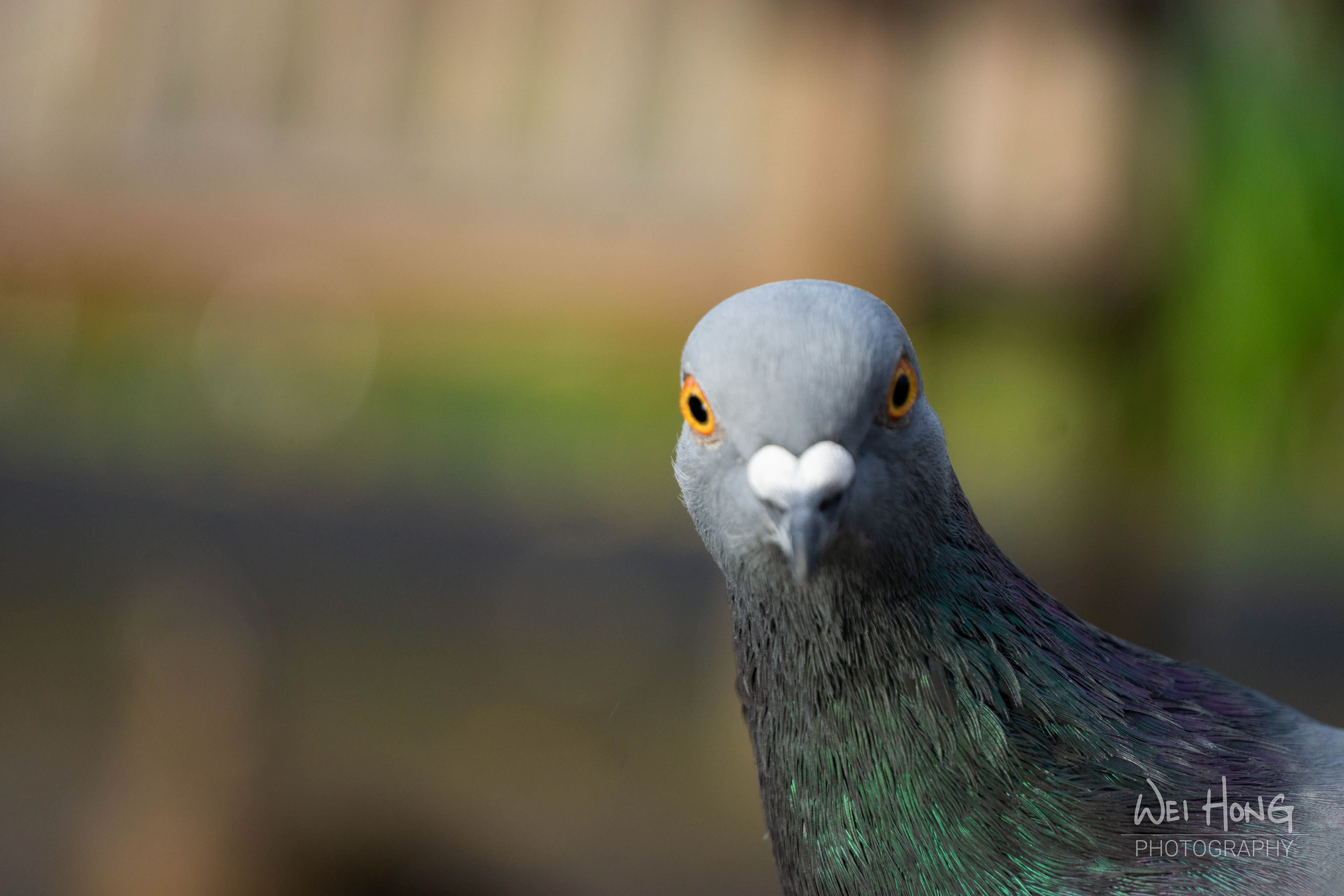 Wei Hong's Photography - Pigeons