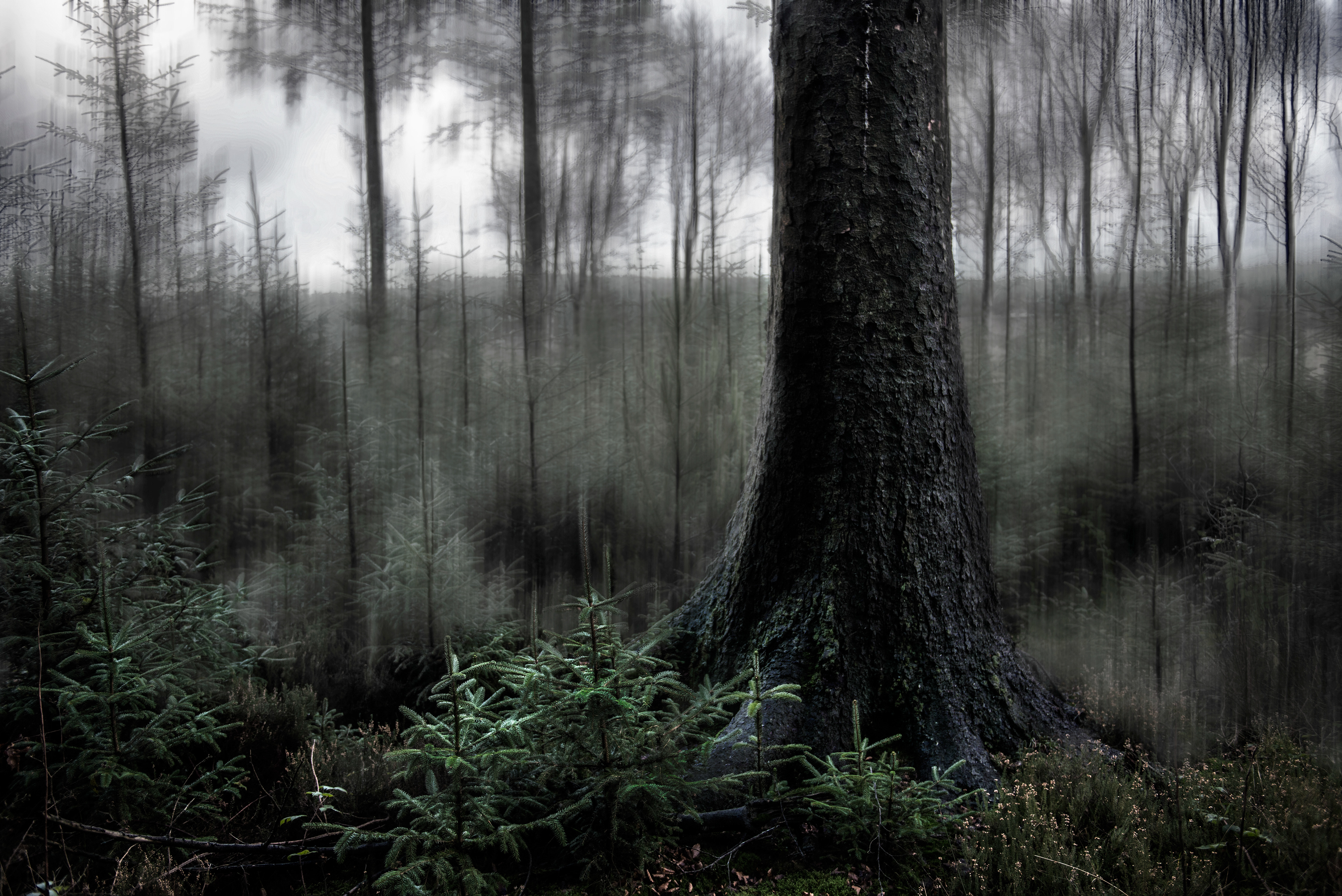 Photography by Mark Wallace - Forests