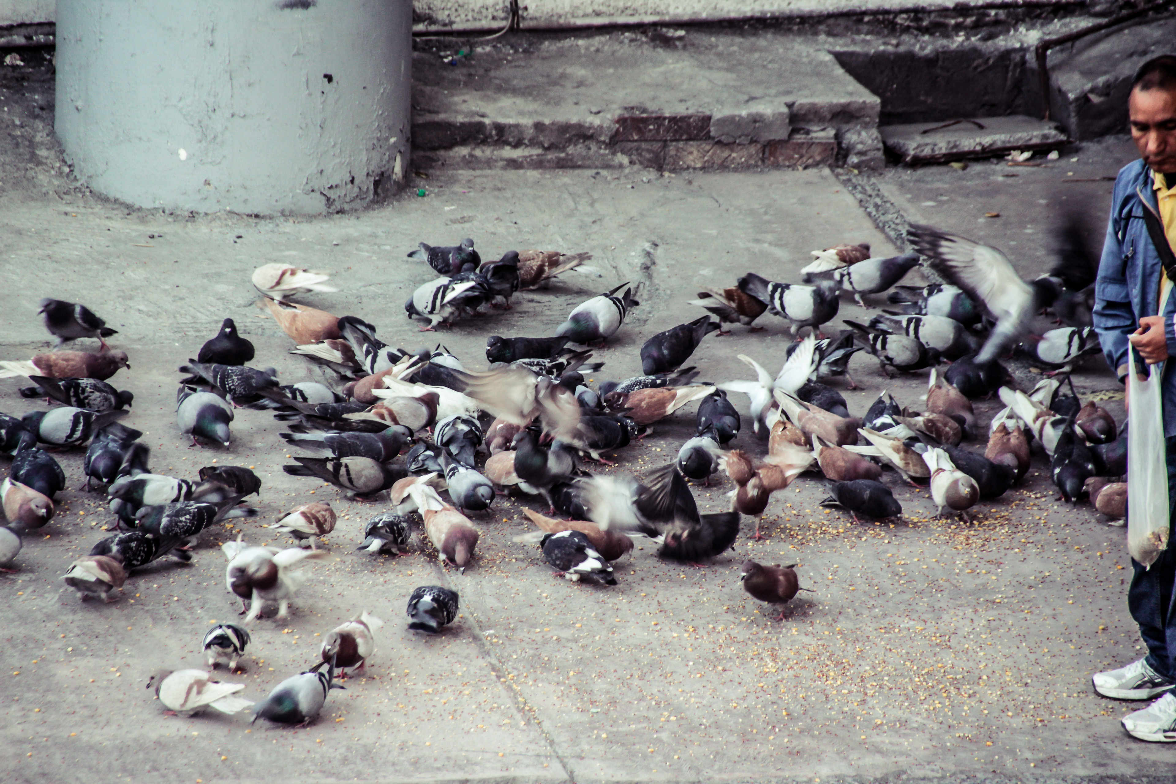 Bernardo Ramonfaur / Portfolio - URBAN BIRDS / Photography